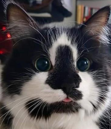 Cute blep😛 | Scrolller