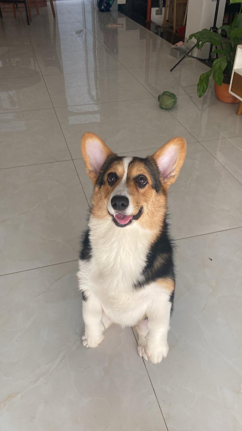 Anyone else have standing corgi ? | Scrolller