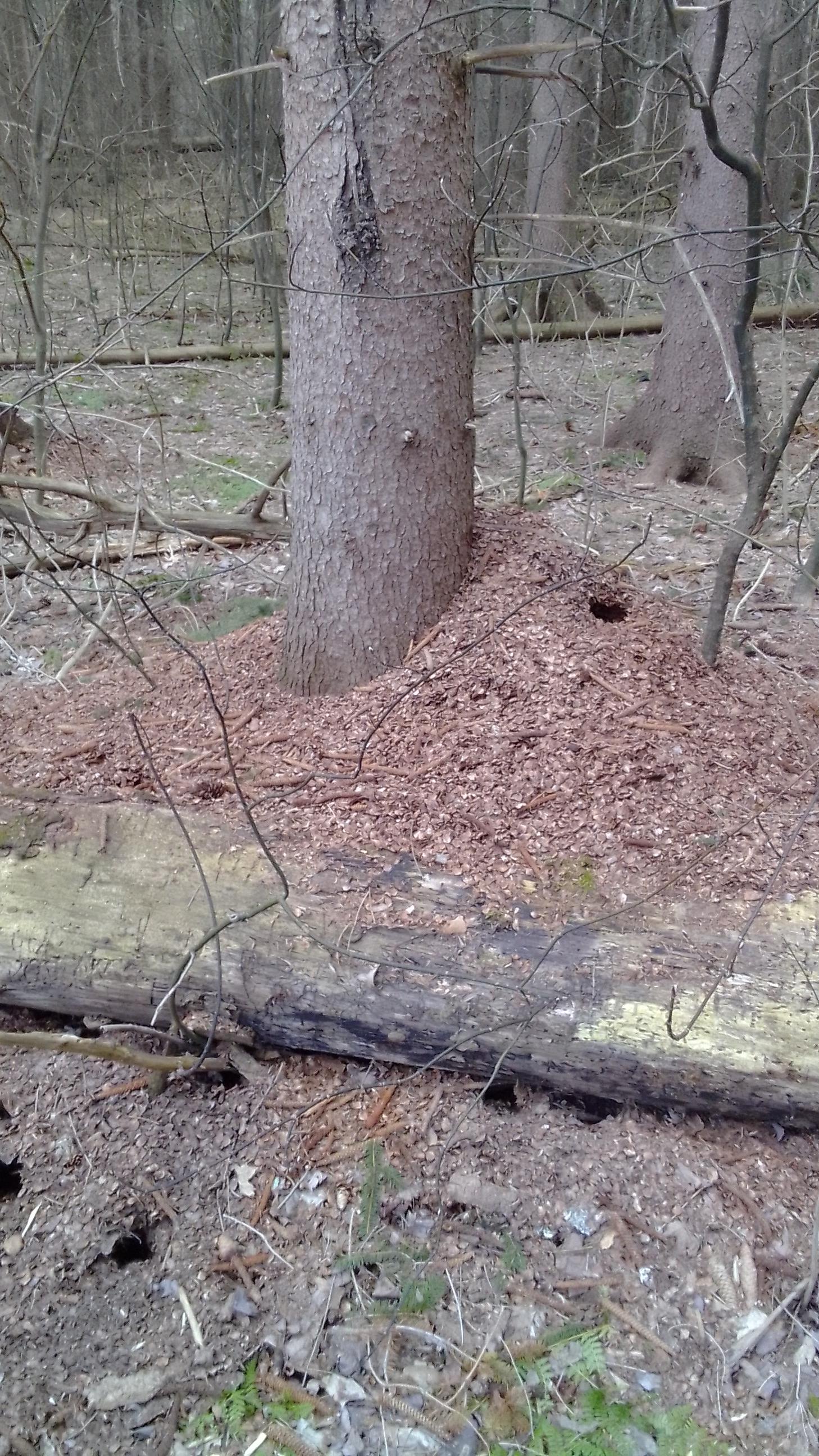 Huge mound of discarded pine cone scales | Scrolller