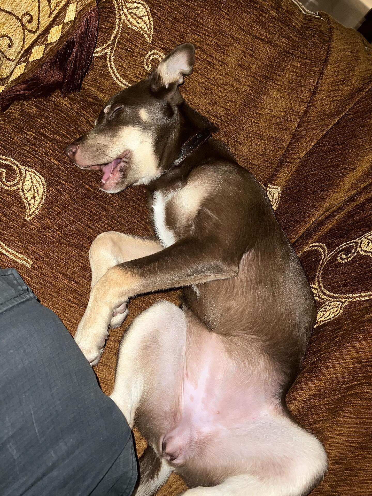 Meet Sleepy Lily Scrolller