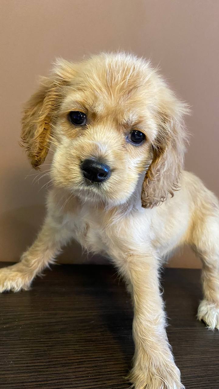 Discover more like Cute: Cute American Cocker Spaniel puppy and Related Content | Scrolller