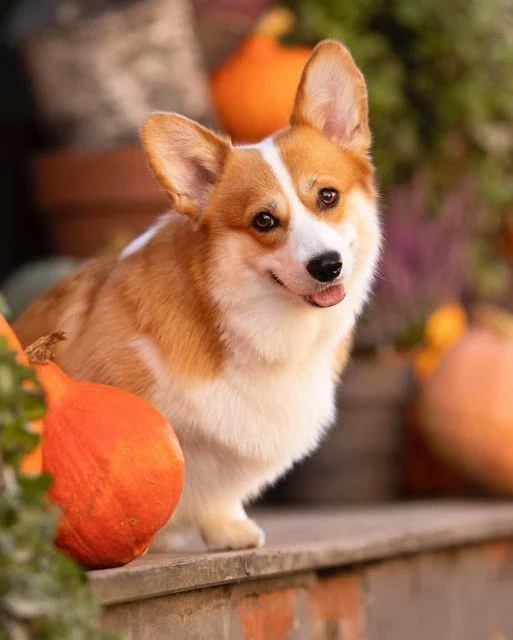 This Cute Pembroke Welsh Corgi 🐶 | Scrolller