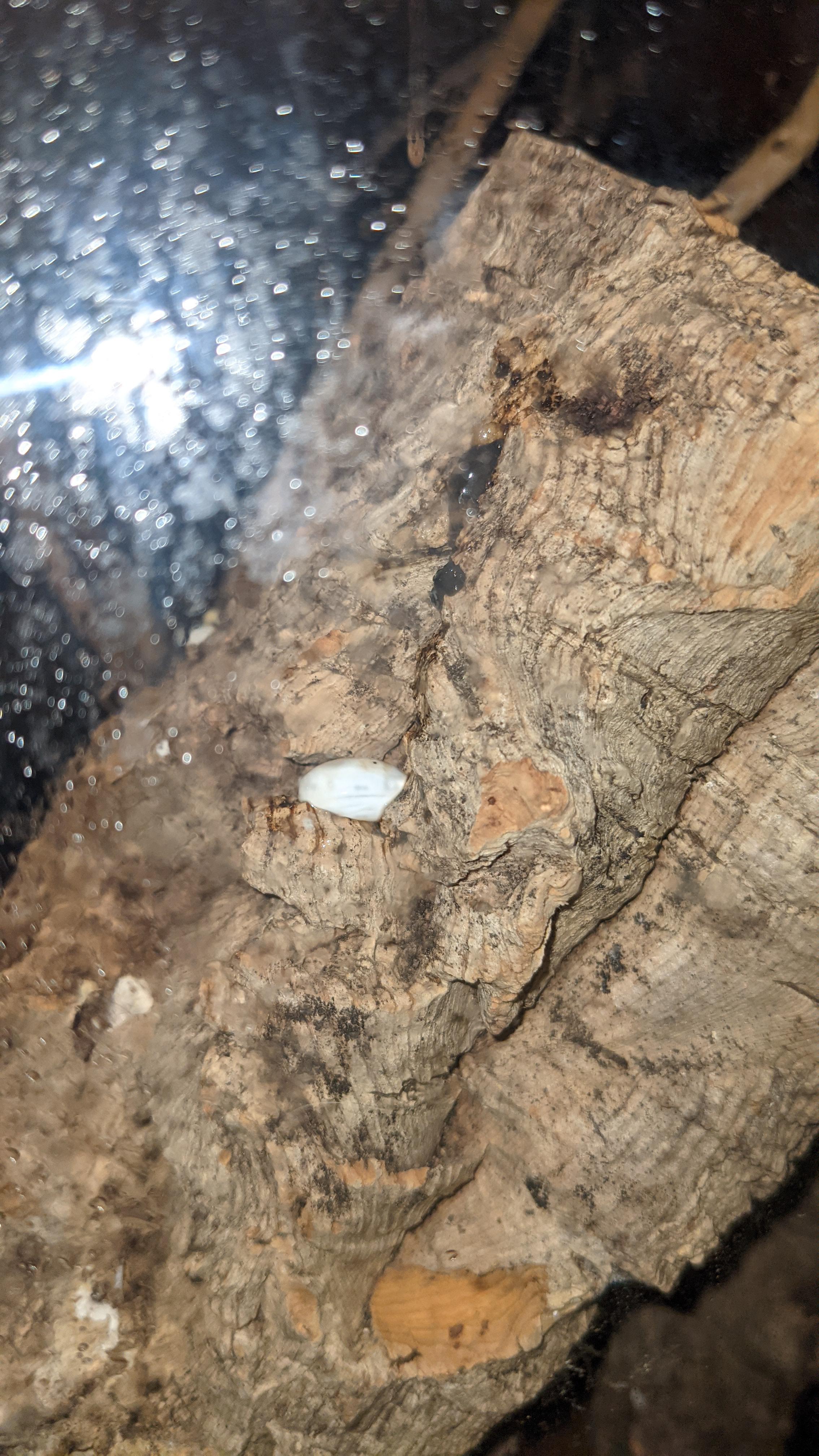 Advice Please | Scrolller