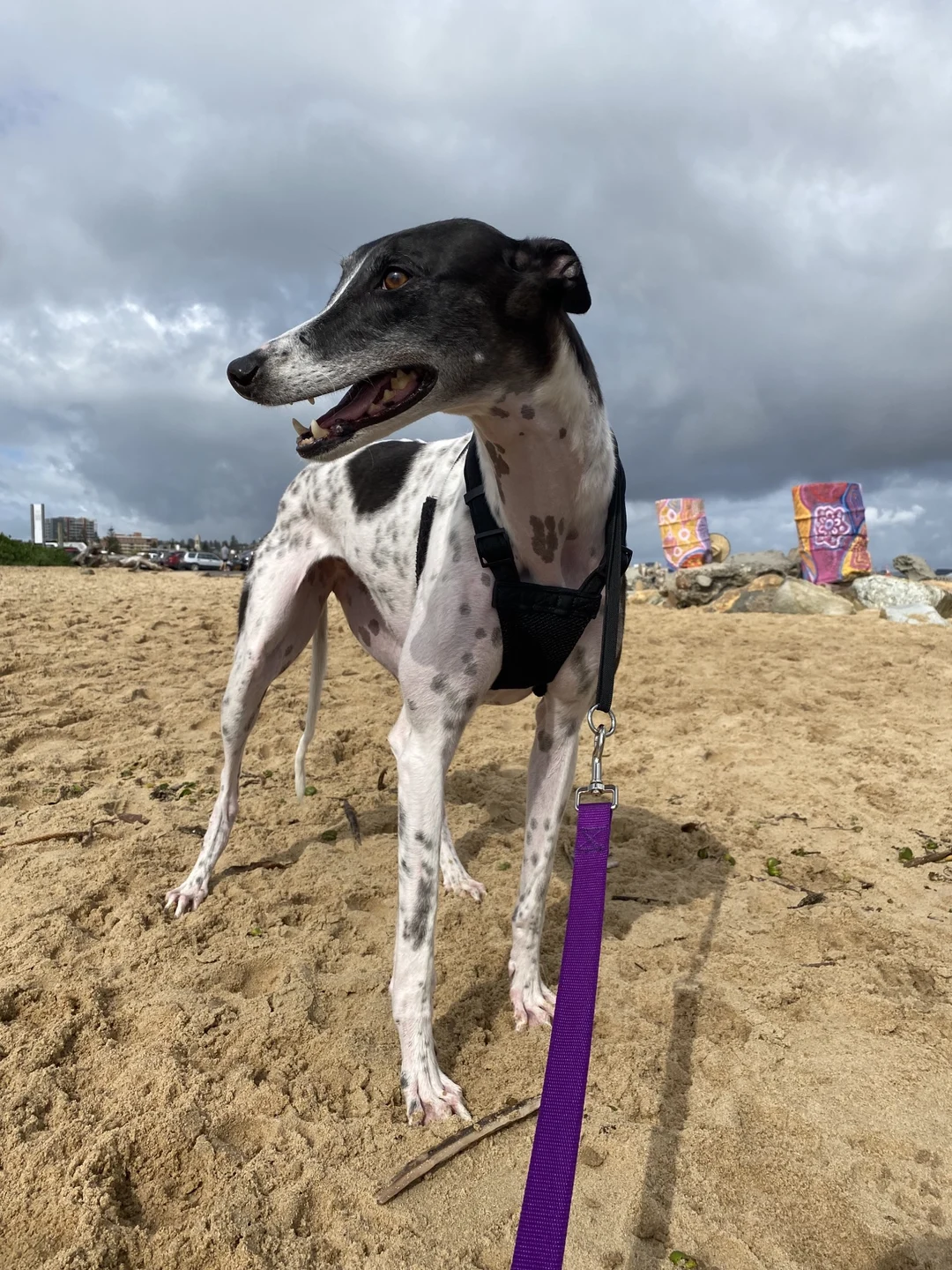 First Beach Swim/Walk with Pixie! | Scrolller