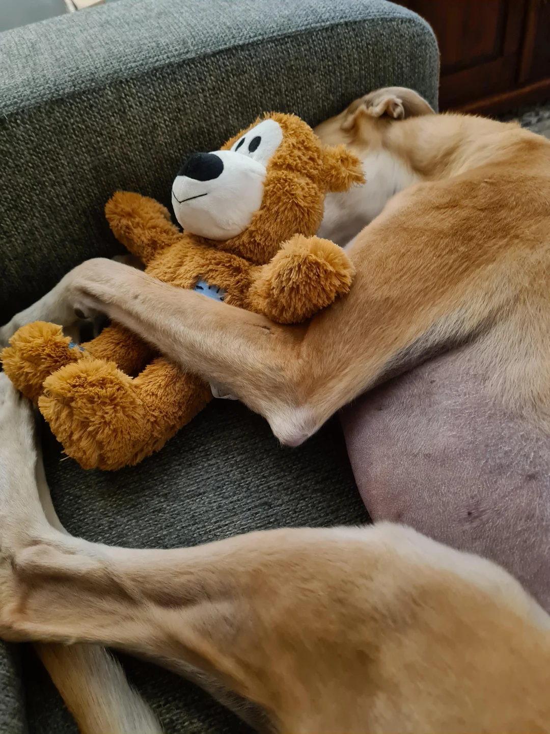 Discover more like Greyhounds: Me and my Teddy 😍 and Related Content | Scrolller
