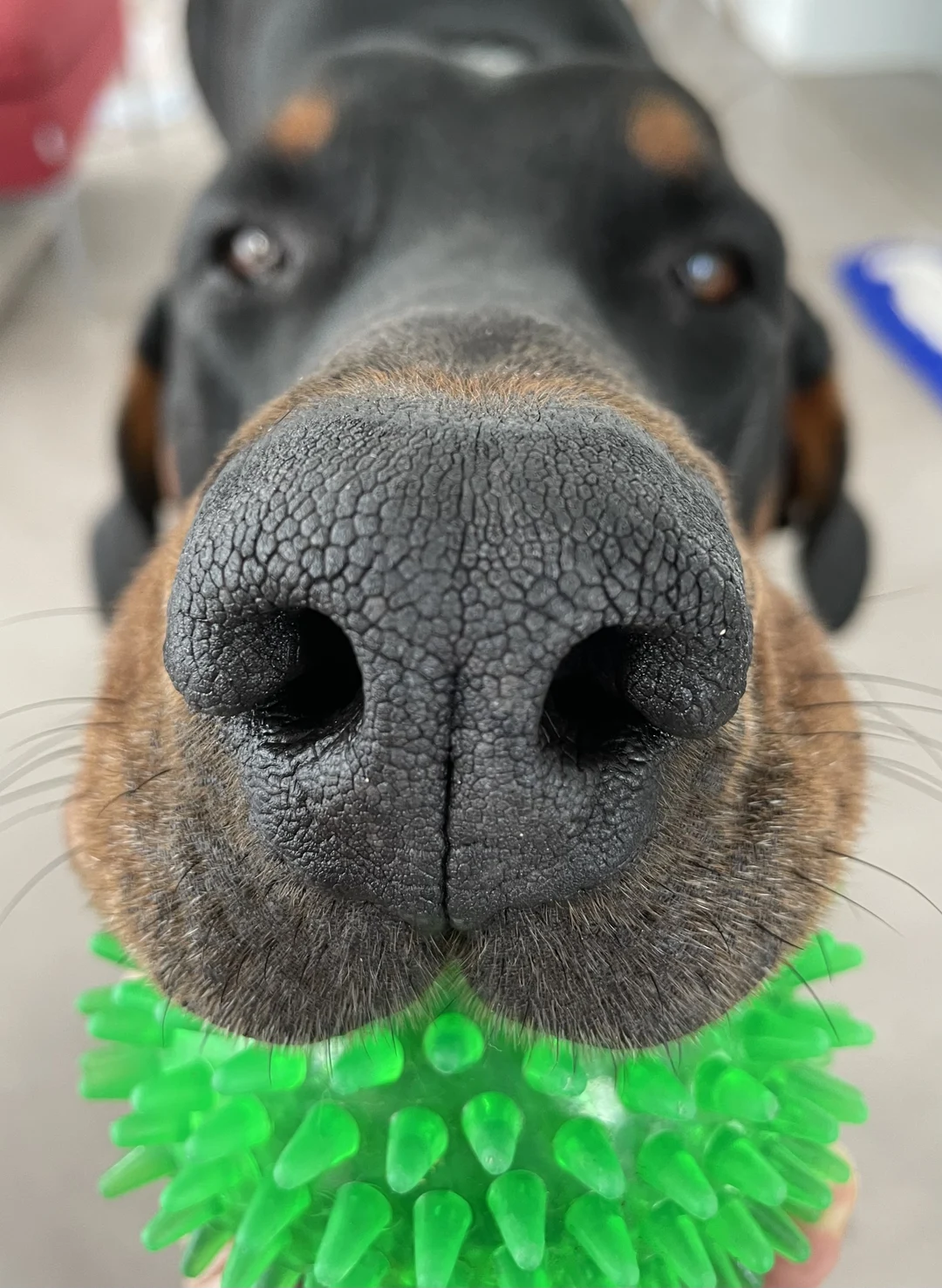 Boop. My. Snoot. | Scrolller