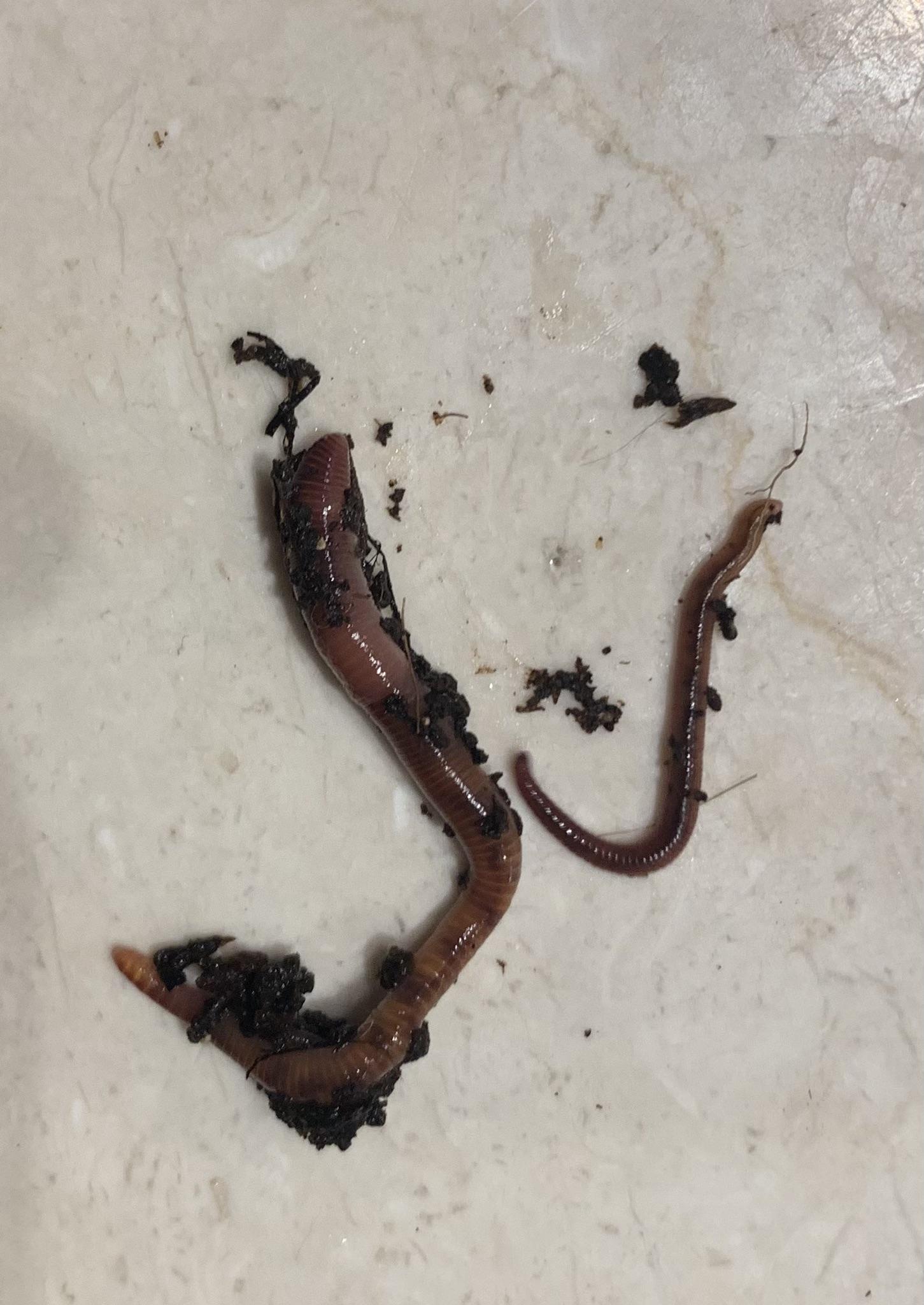 What are these worms? | Scrolller