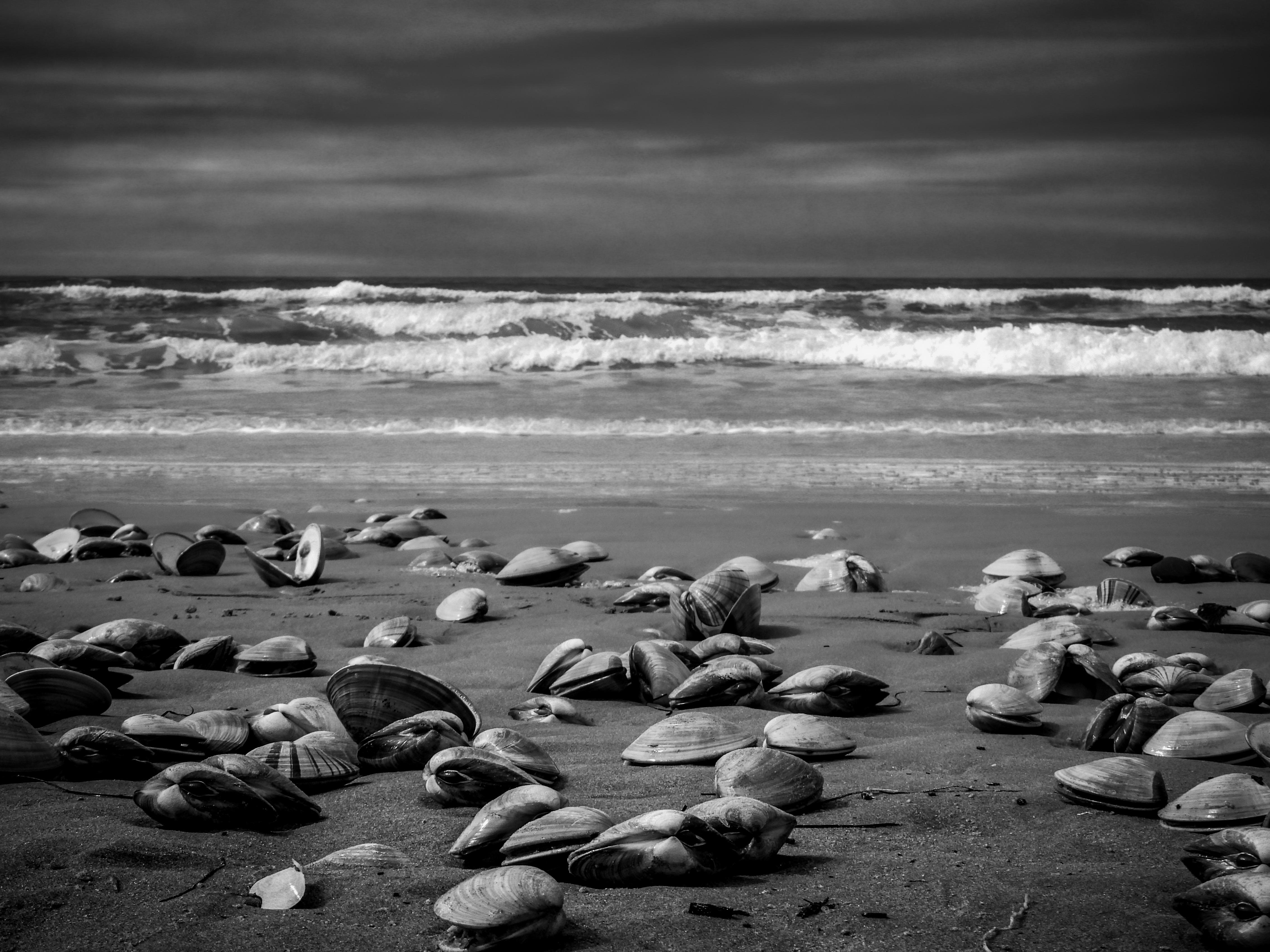 The clams of Pismo Beach, CA | Scrolller