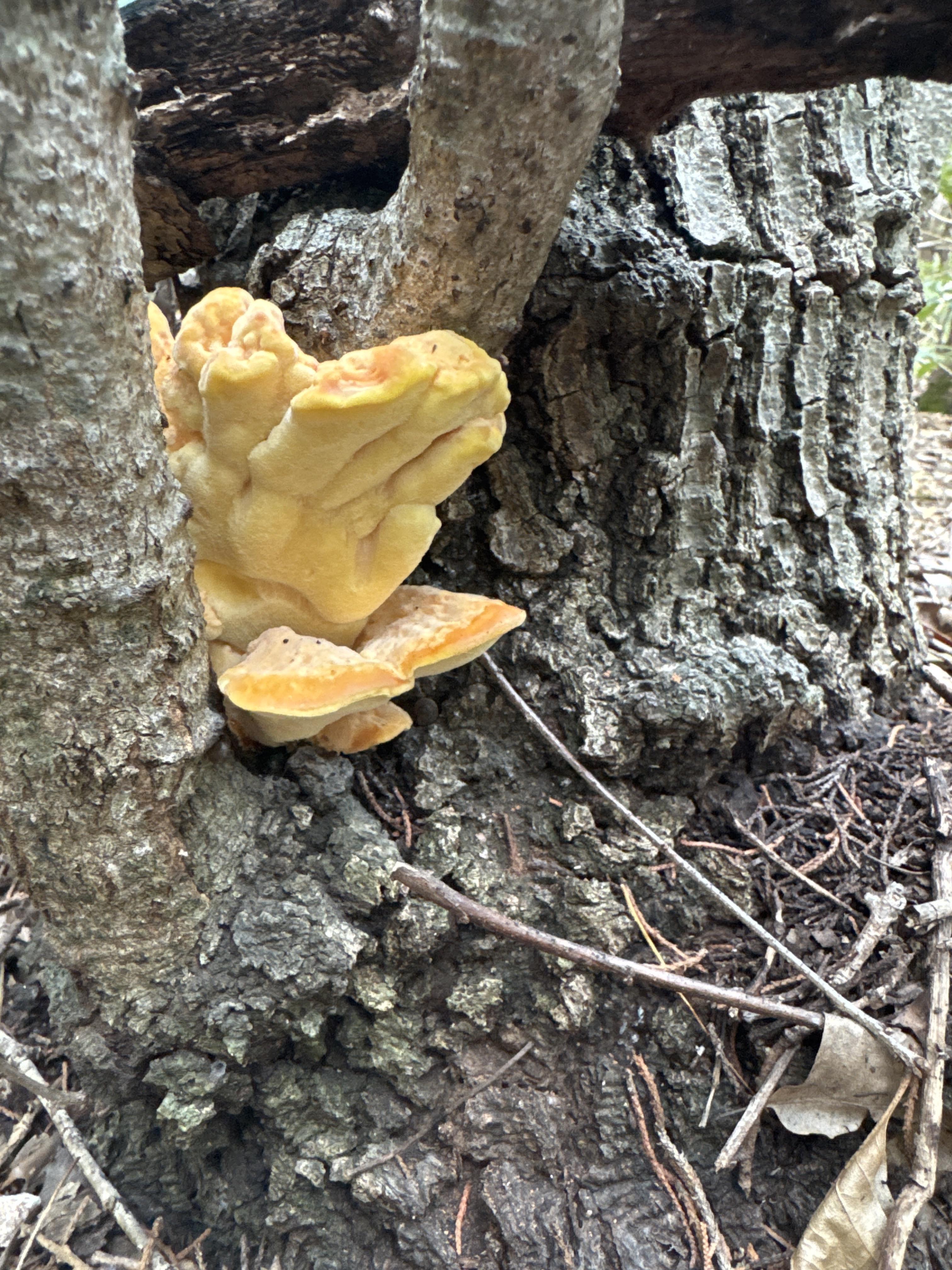 Discover more like MushroomID: Did I just find my first COTW?! and ...