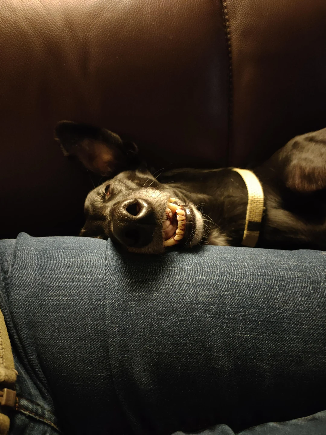 Naptime! | Scrolller