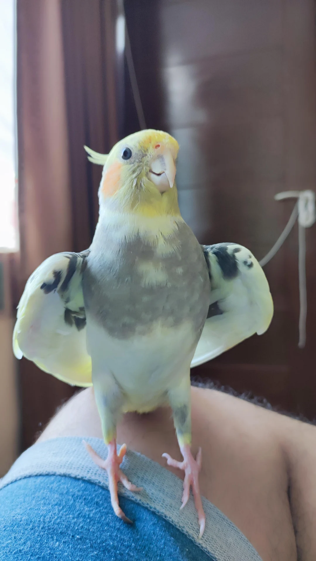 Behold a mighty eagle. | Scrolller