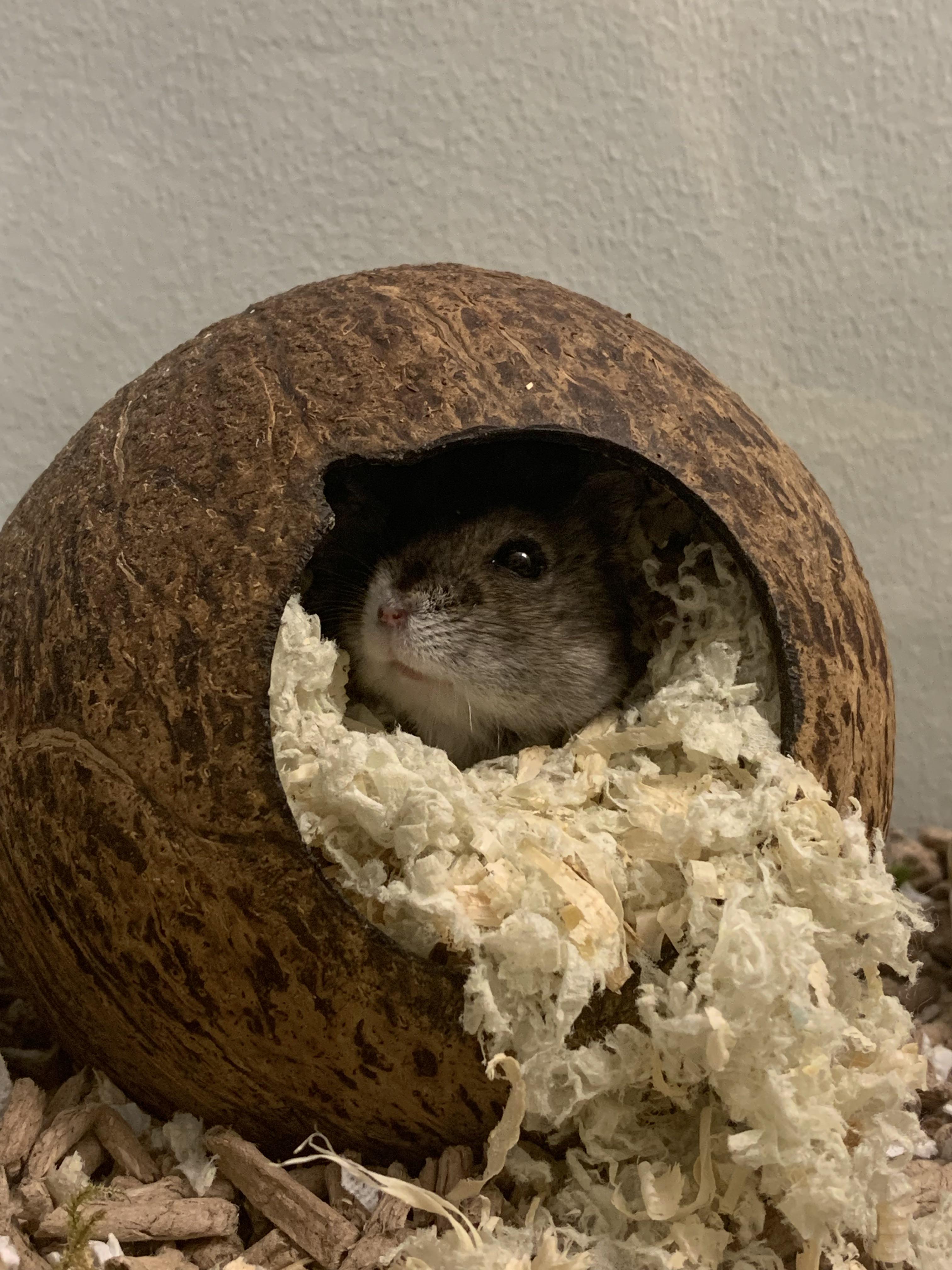 Discover more like Hamsters: Got my very first hamster yesterday 🥹💕 and Related Content | Scrolller