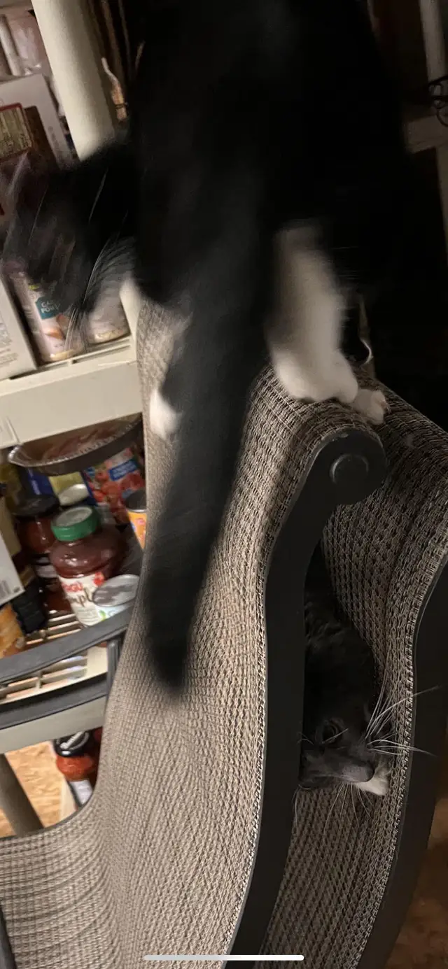 Blurry picture of cats | Scrolller