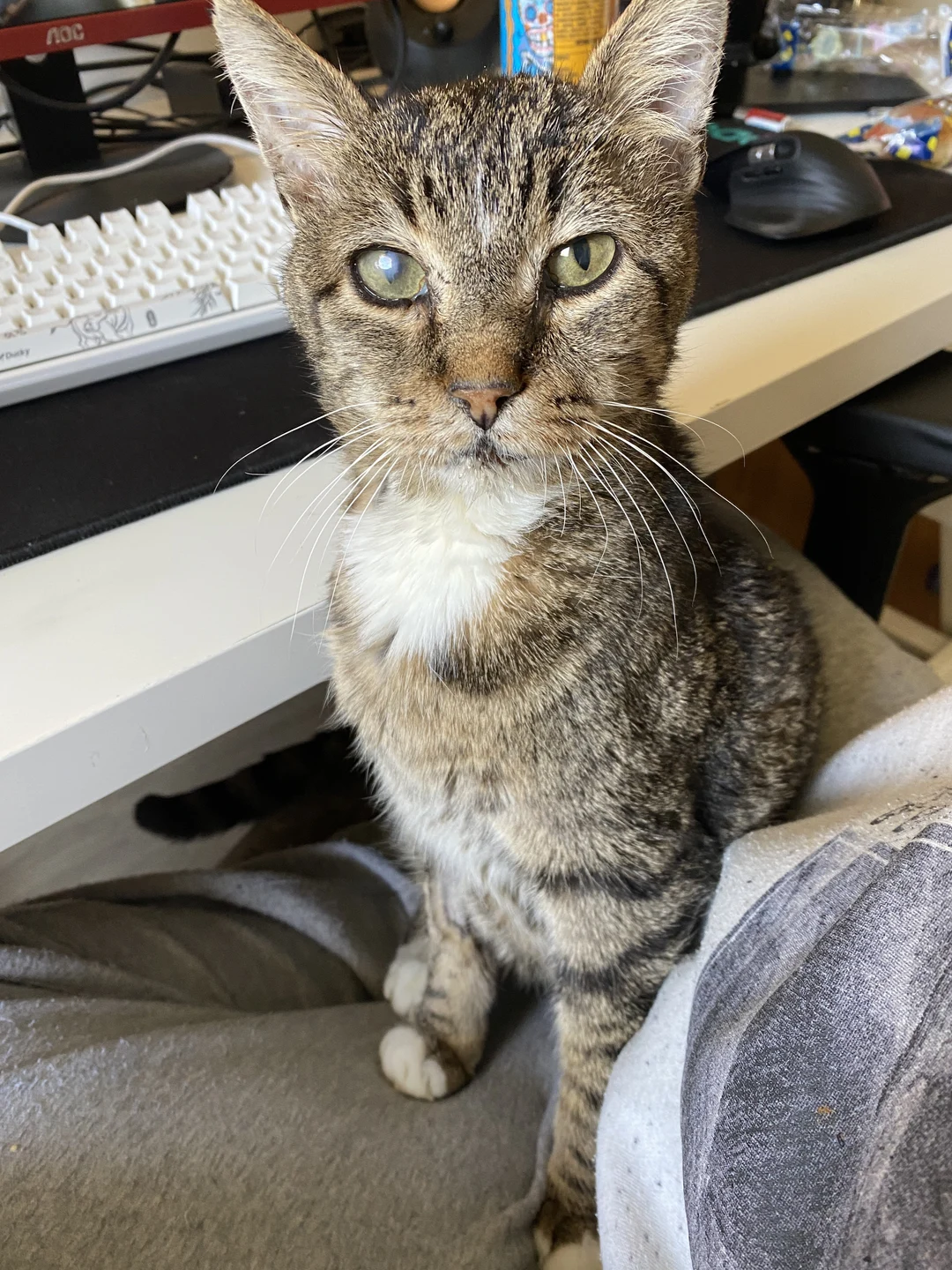 nightly bonus cat | Scrolller