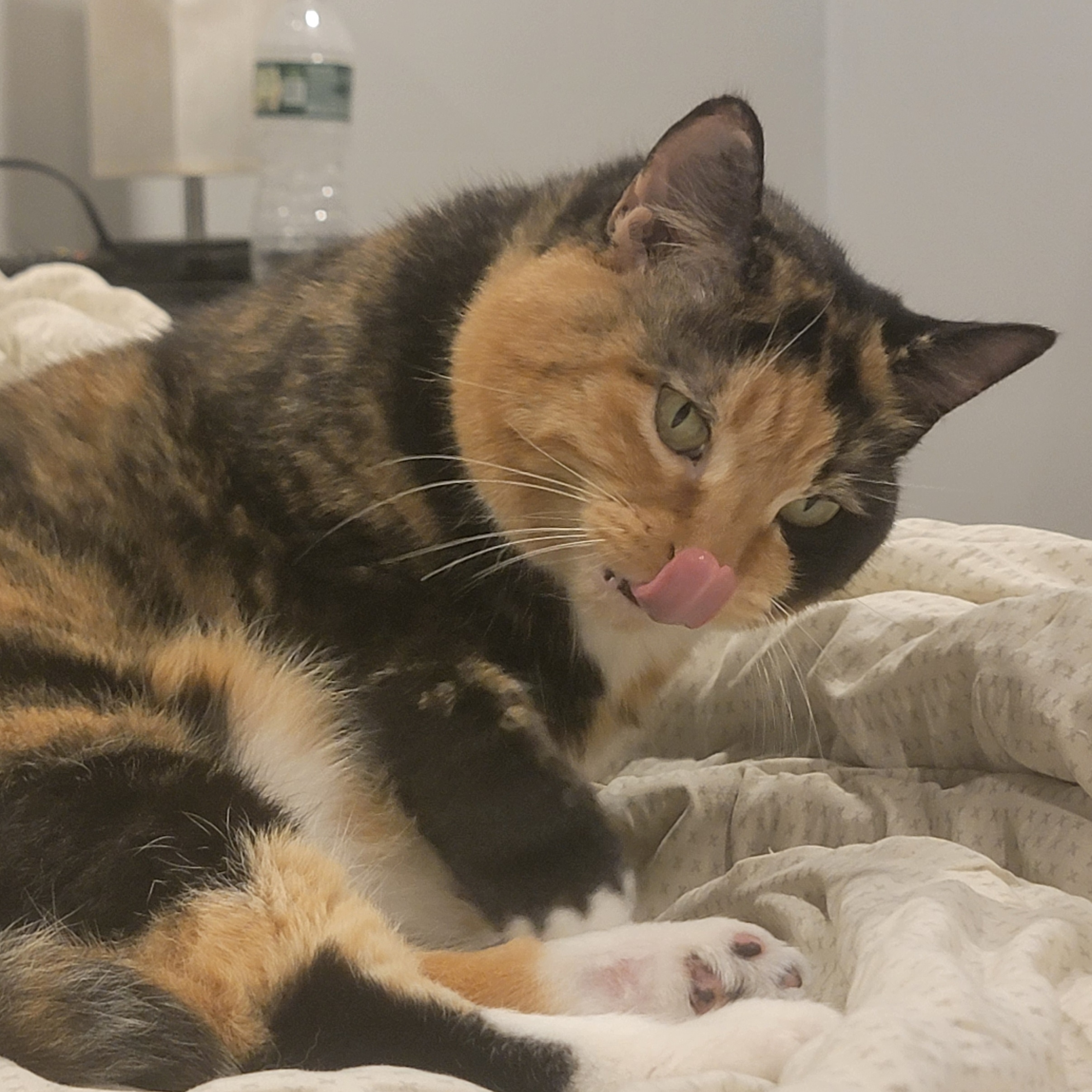 Blep 👃👅 | Scrolller