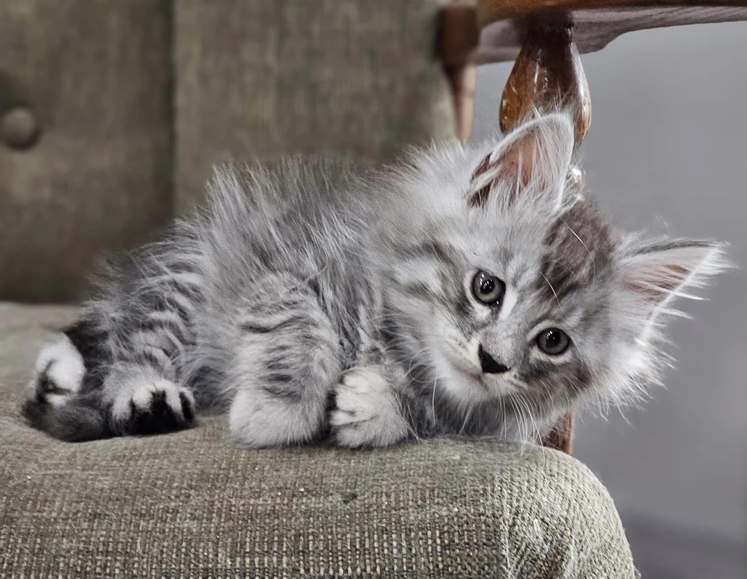 One more month | Scrolller