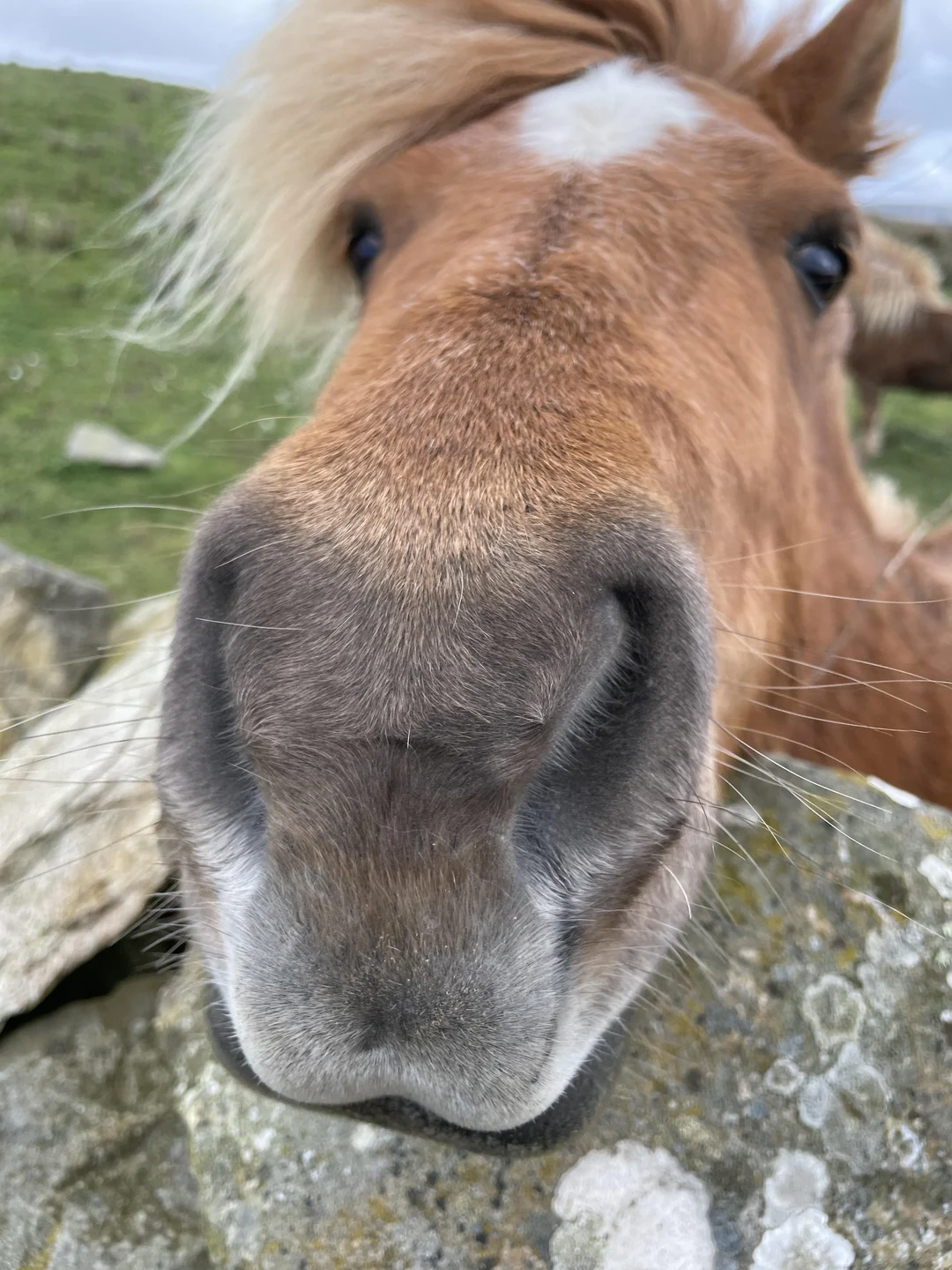 Tinkerbell! | Scrolller