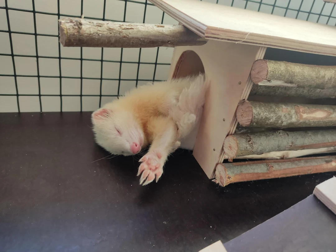 Little snowstorm sleeping | Scrolller