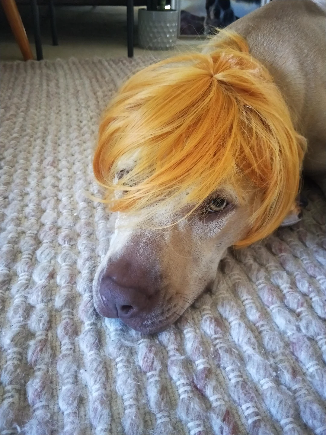 Sunny Boy would like to speak with the manager please. His Temu purchase was not an exact colour ...