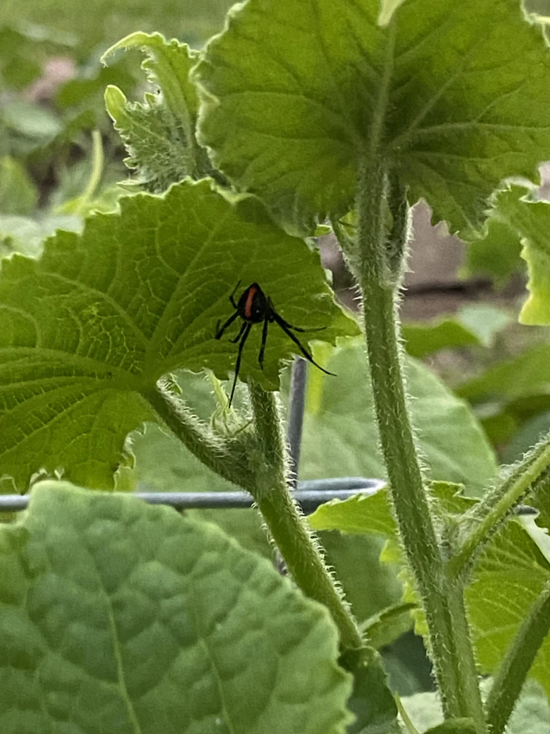 (not) Black widow? In my cucumber plants- south Texas | Scrolller
