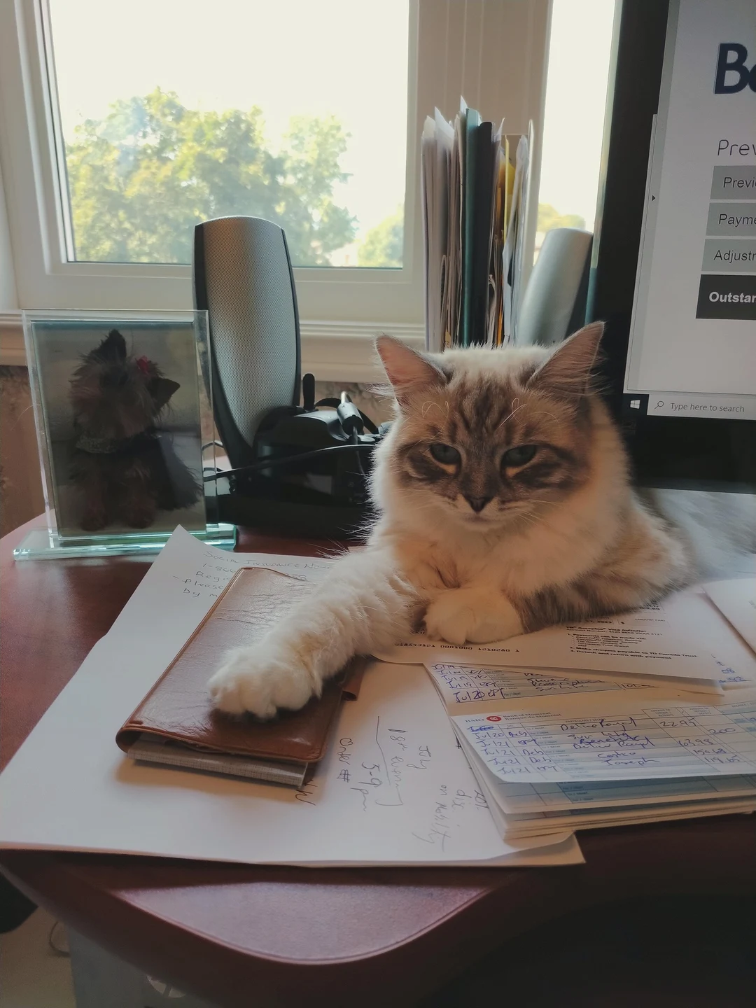 Mischa the office assistant | Scrolller