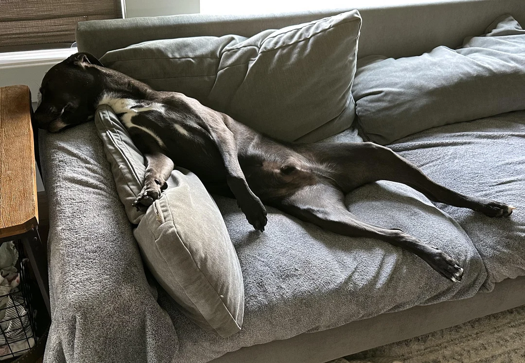 I present Beau, sleeping in his spot | Scrolller