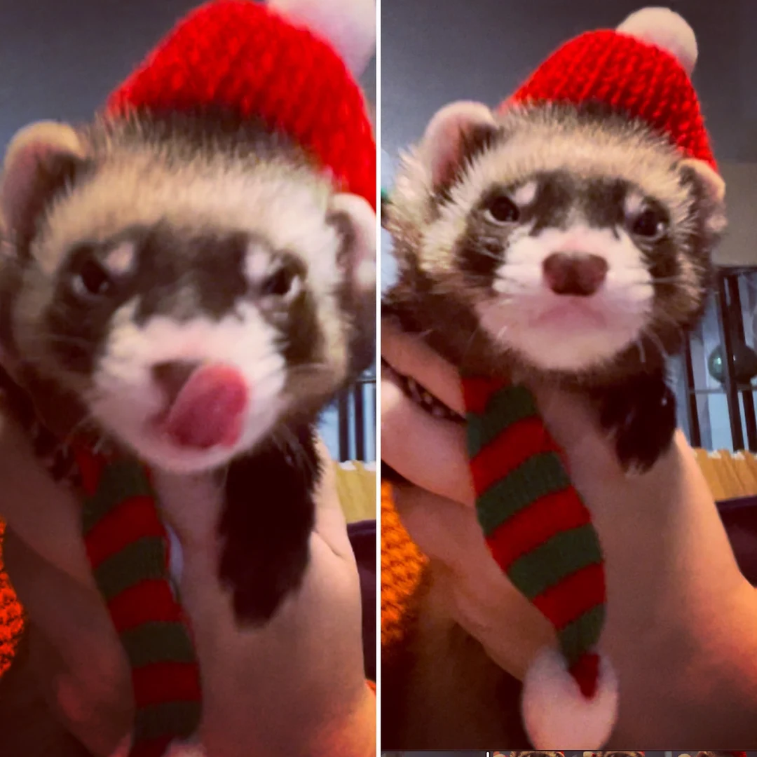 Merry Christmas ya filthy animals | Scrolller