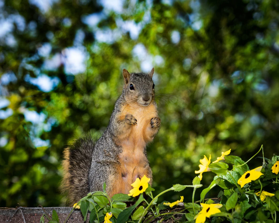 Squirrel | Scrolller