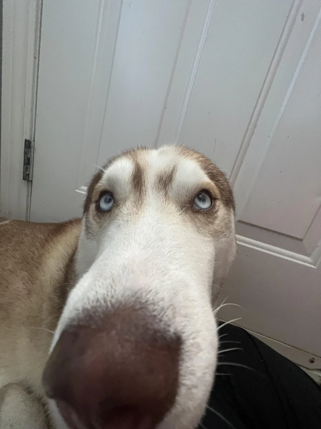 Anyone else love taking .5x photos of there husky they looks so funny | Scrolller