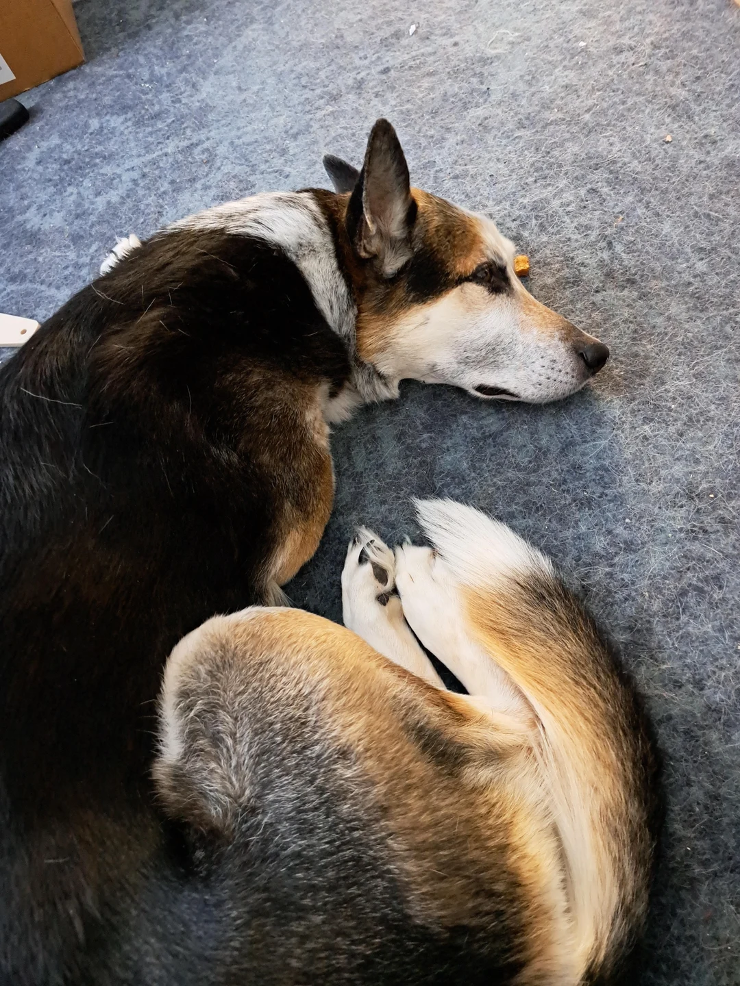 Our boy is getting old as he turned 11 | Scrolller