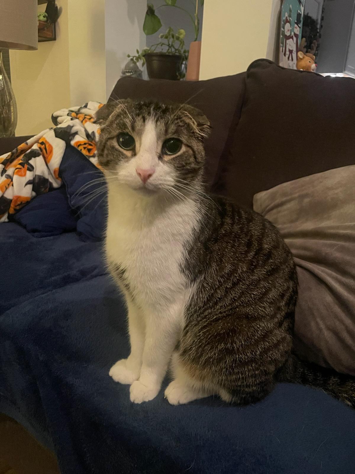 Here is my grandkitty, Theodore, to brighten your day | Scrolller