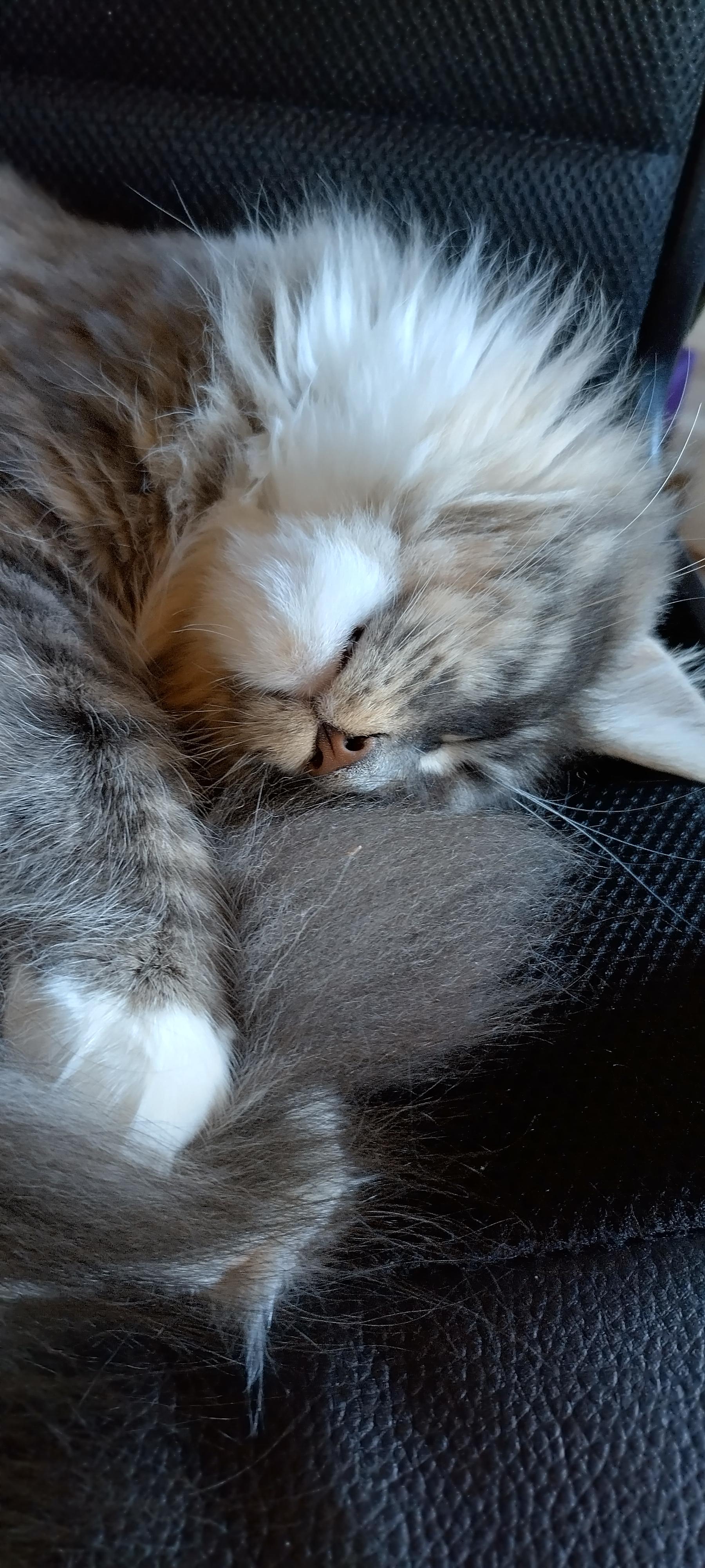 [OC] Cuddling with her tail | Scrolller