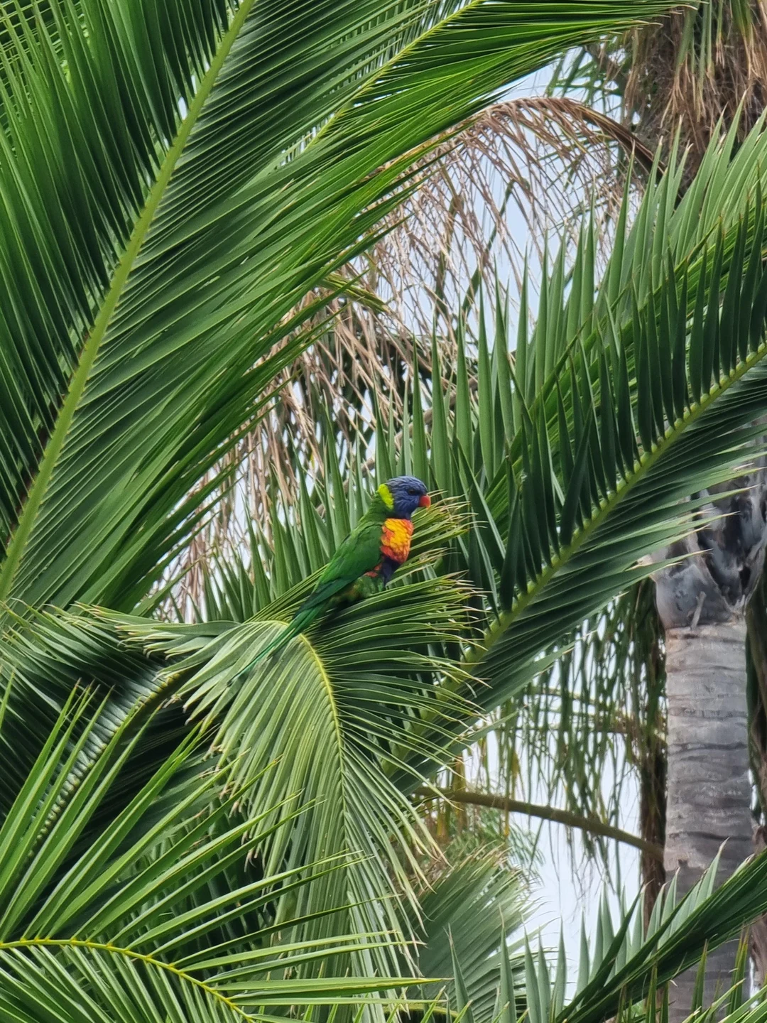 look at this one on our palm tree😍 | Scrolller