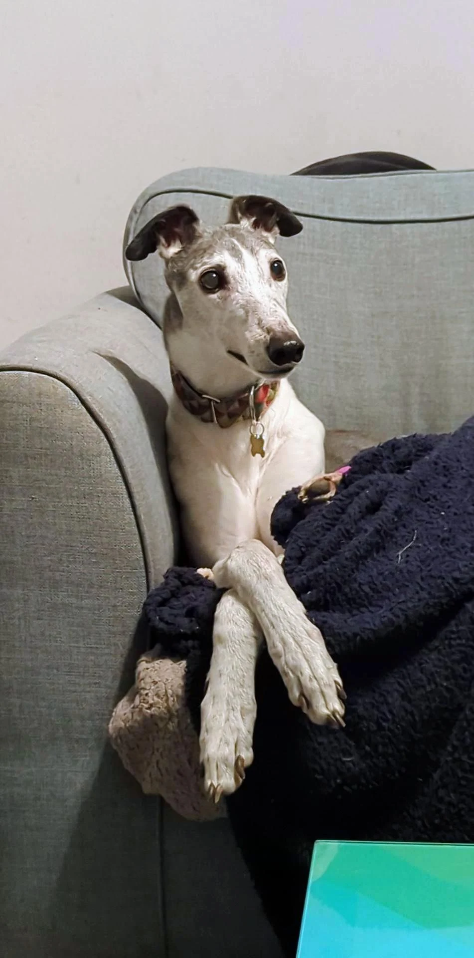 Old boy Nico with his fancy paws 🐾 | Scrolller