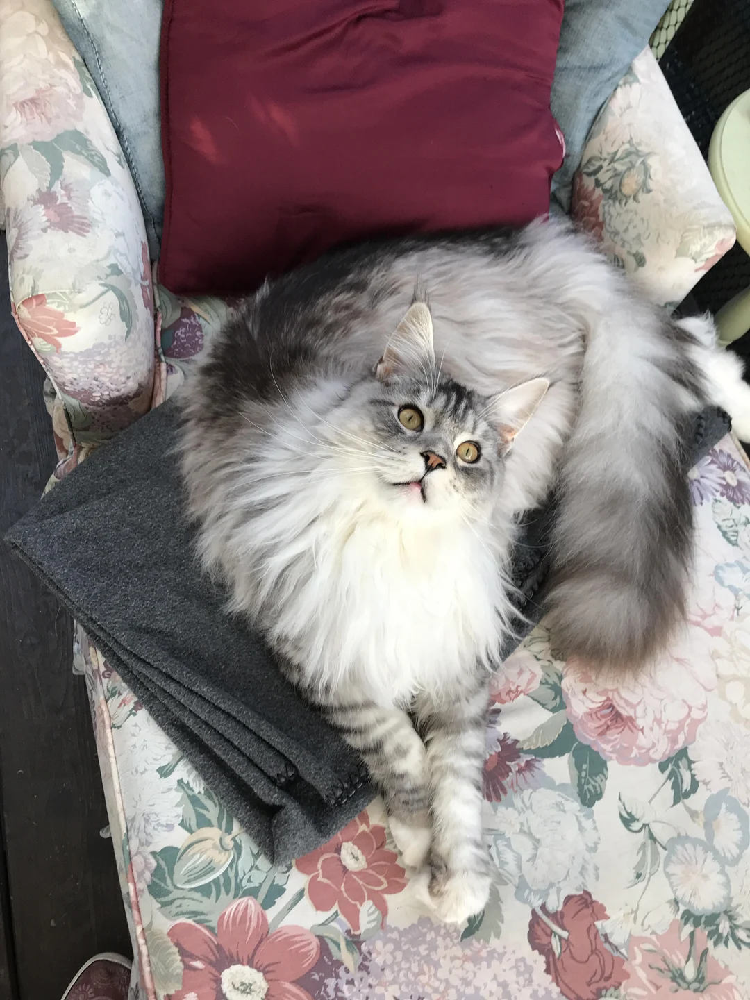 What do you feed your Maine Coon? | Scrolller