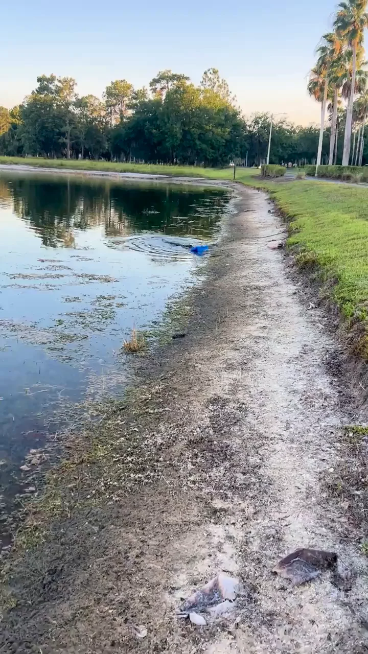 Gator stole my tackle box | Scrolller