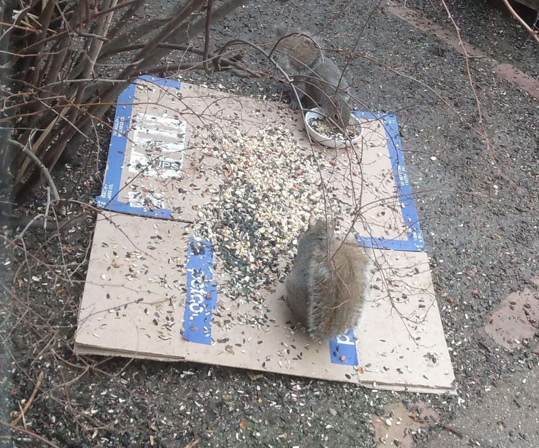 low cost squirrel feeder :) | Scrolller