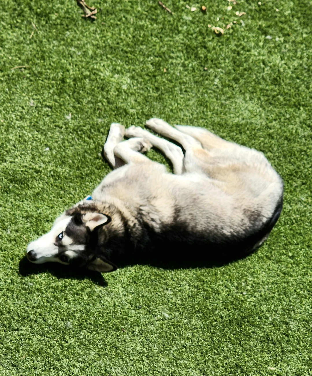 To those always asking if it's too hot for their husky..... | Scrolller