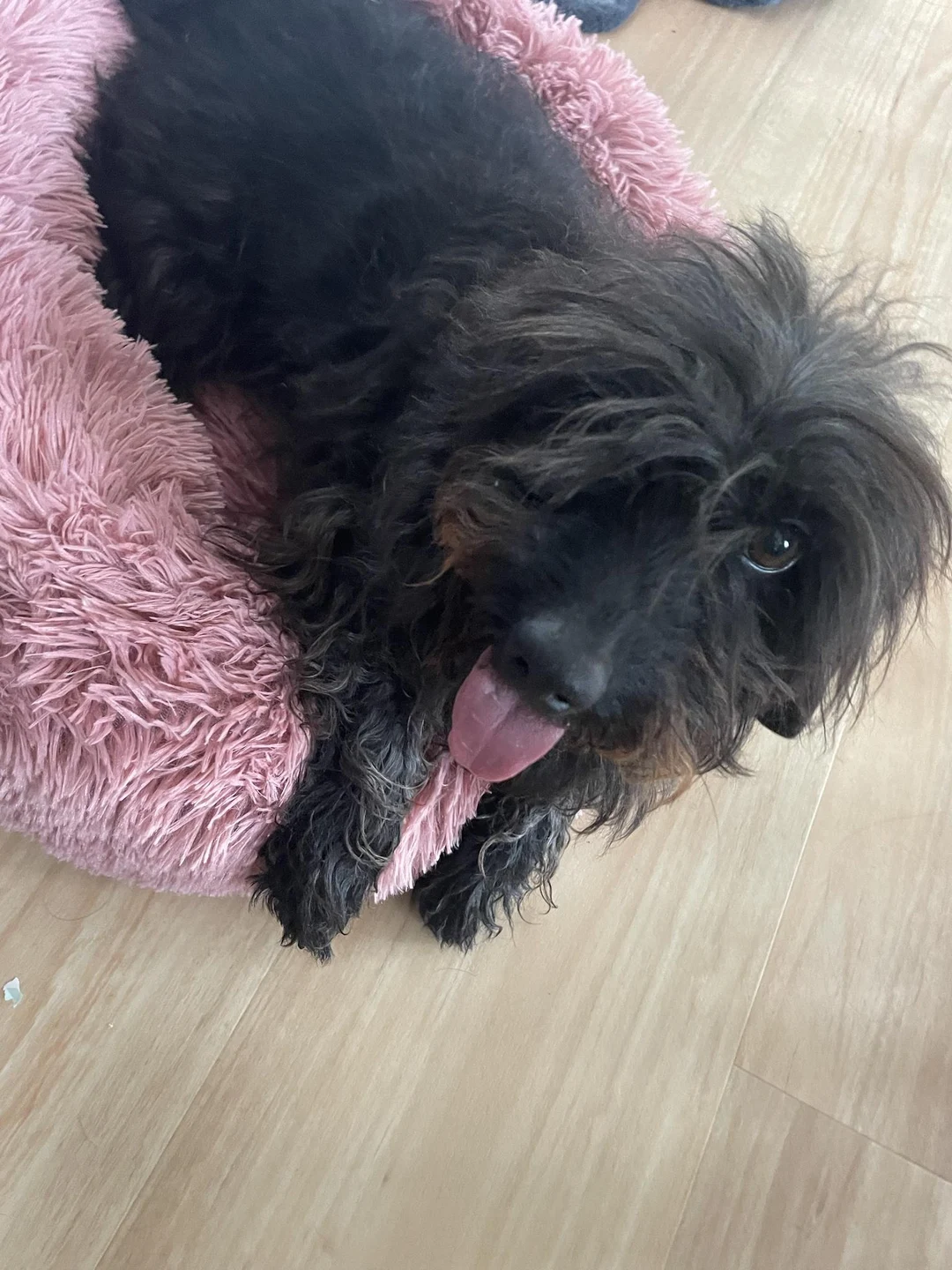 Daily pics of the dog - Day 93 | Scrolller