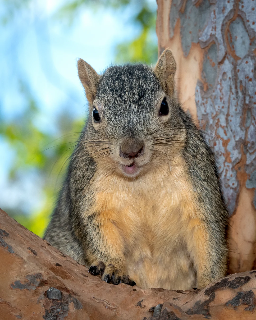 Super Happy Fun Time Squirrel | Scrolller