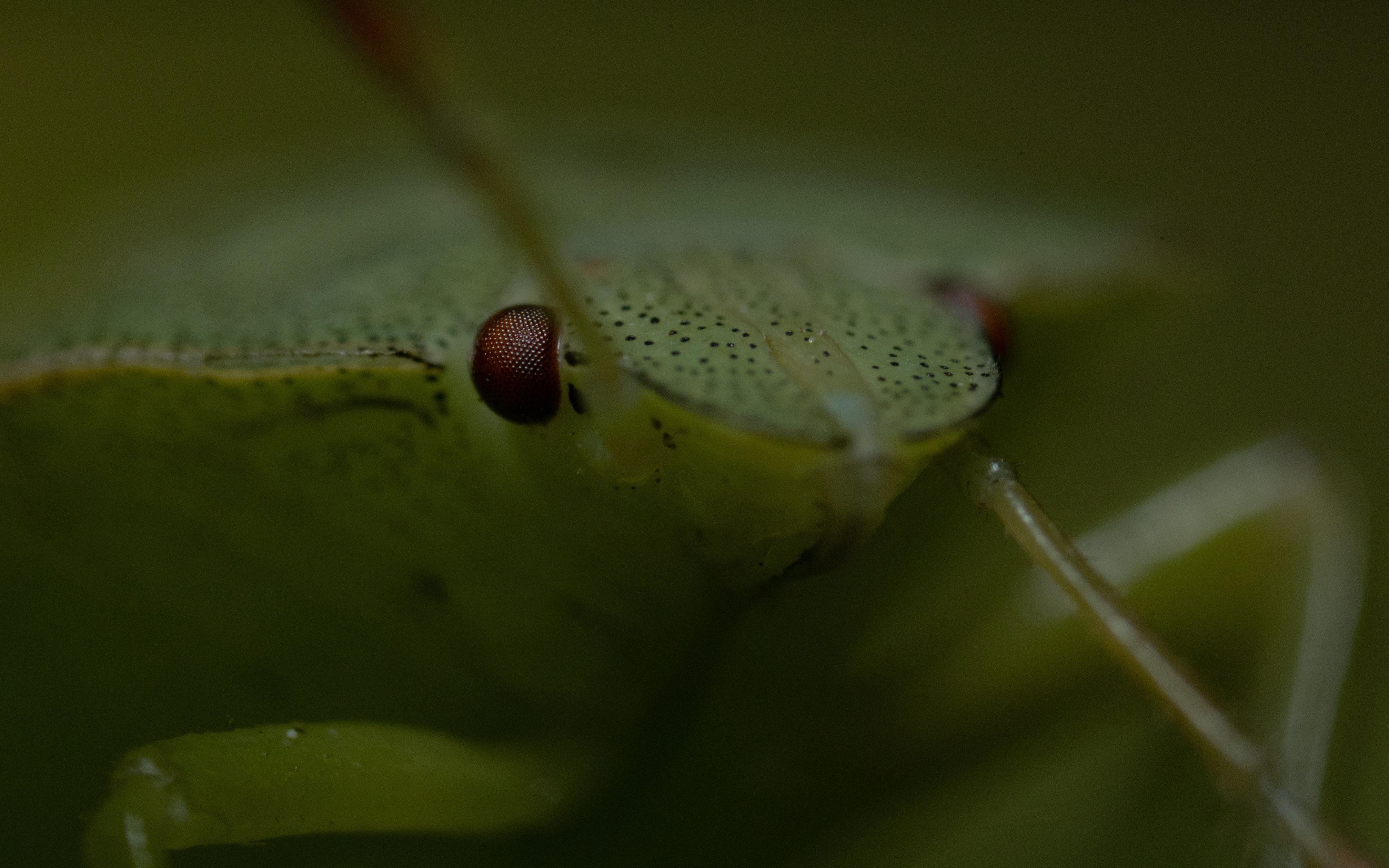 green stink bug | Scrolller