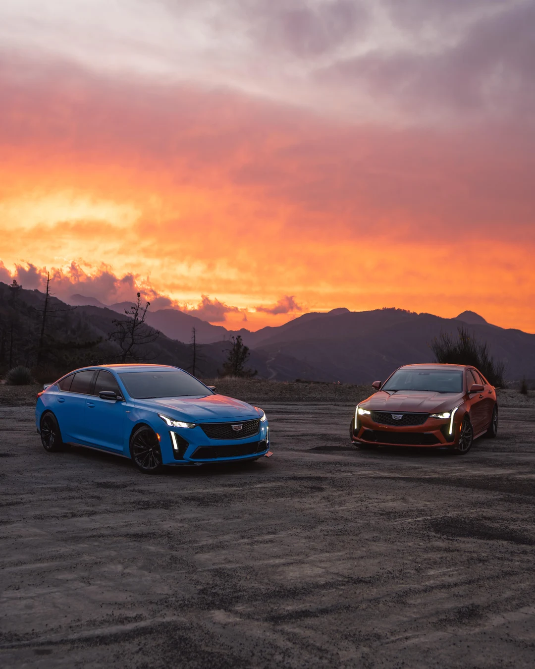 Blackwing Siblings [5402x6752] | Scrolller