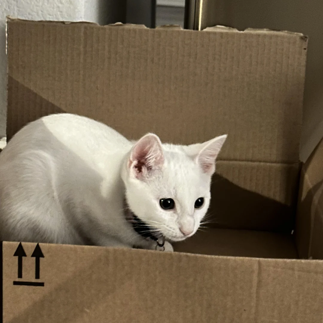 Trapped my kitten ^_^ | Scrolller