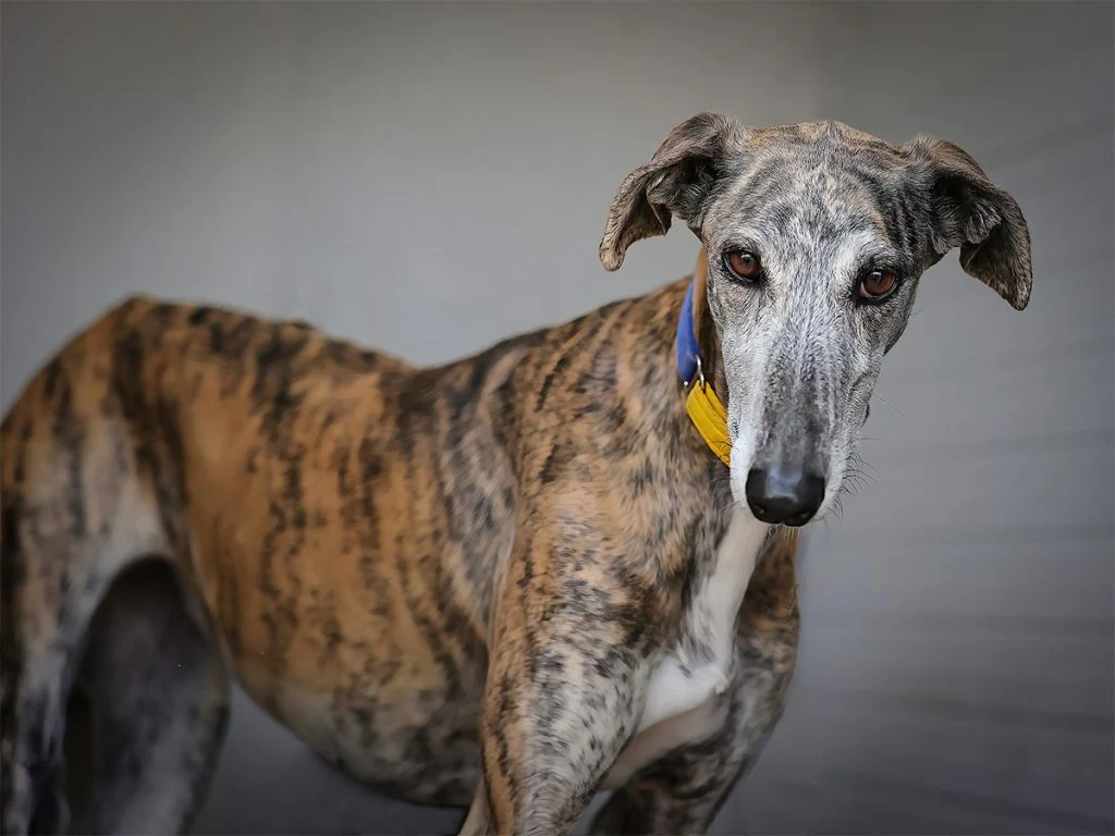 Aria - galgos del sol | Scrolller