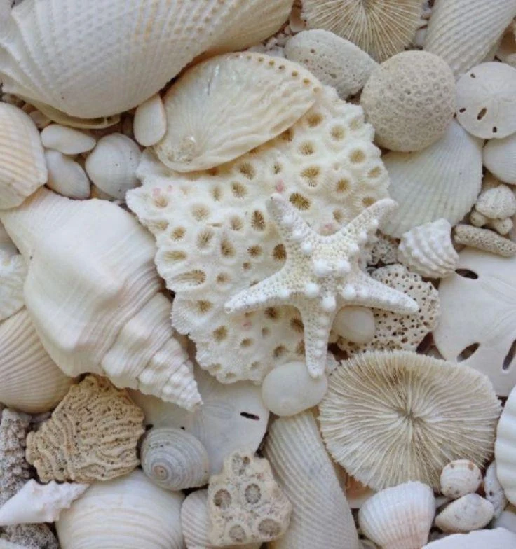 White Seashells | Scrolller