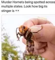 Murder Hornets Big Stinger | Scrolller