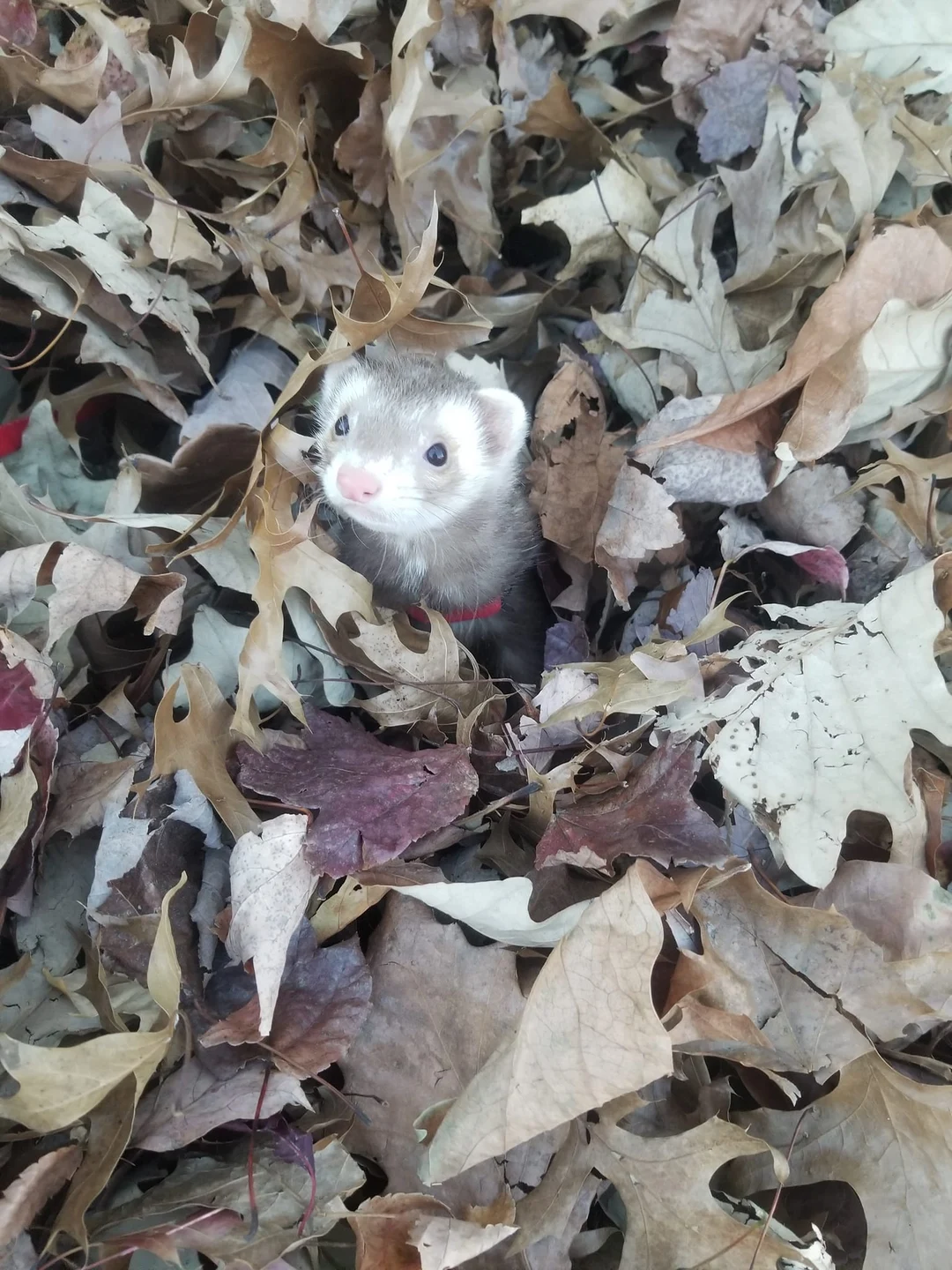 Why is enjoying the fall leaves | Scrolller