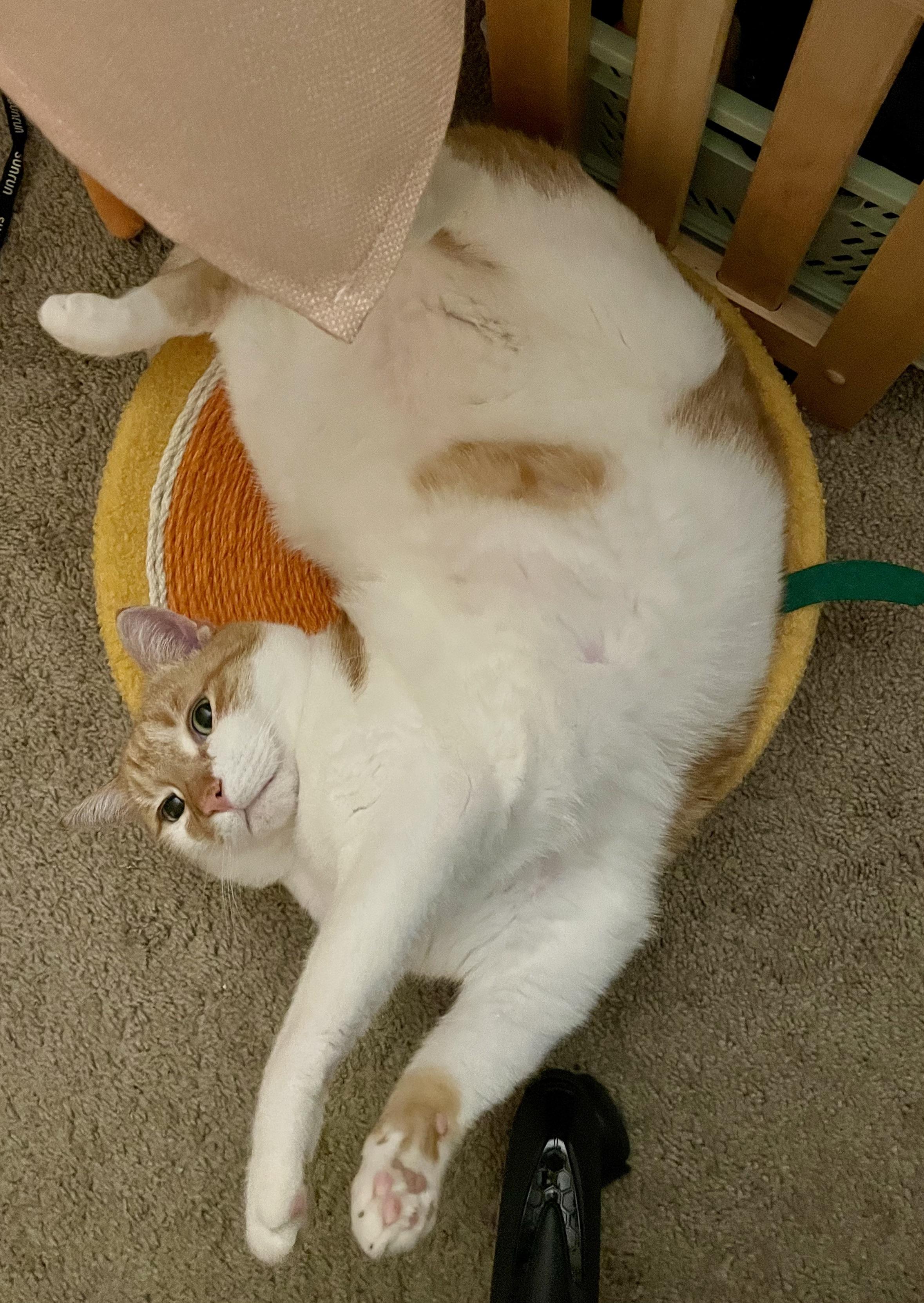 My dining area. Swipe to see my muse 🧡 | Scrolller