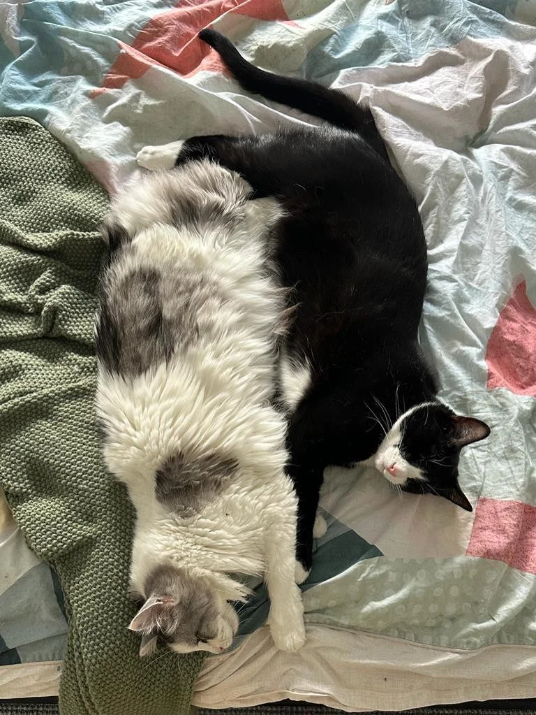 My floof and his favourite cuddling partner | Scrolller