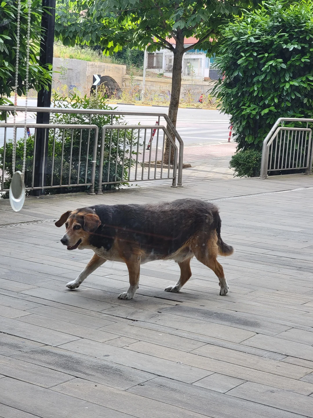 This chonk is difinitely immortal. | Scrolller